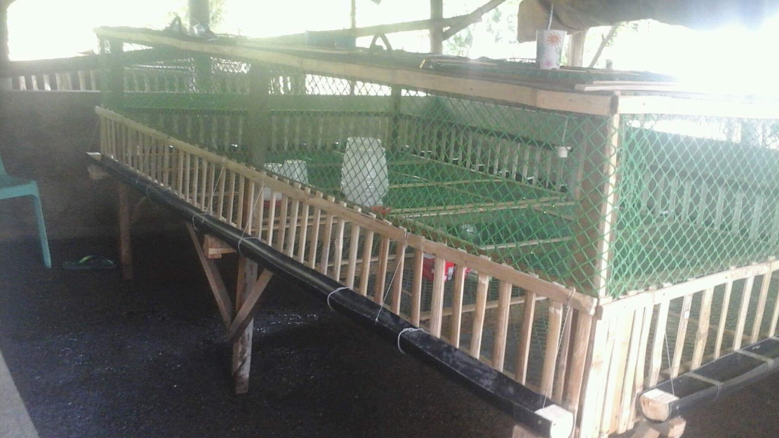 45 Days Old Chick Care Guides: 2016