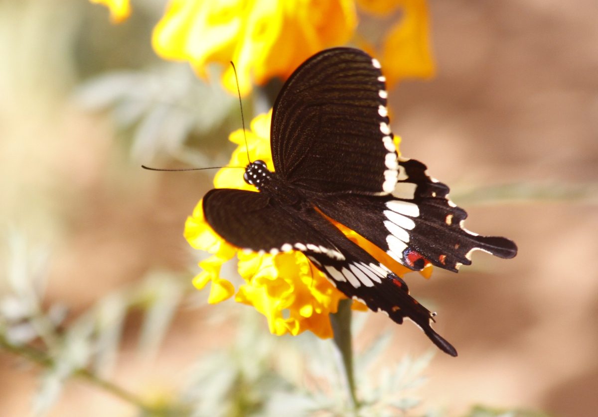 Untamed Traveller: Butterflying in Kanha