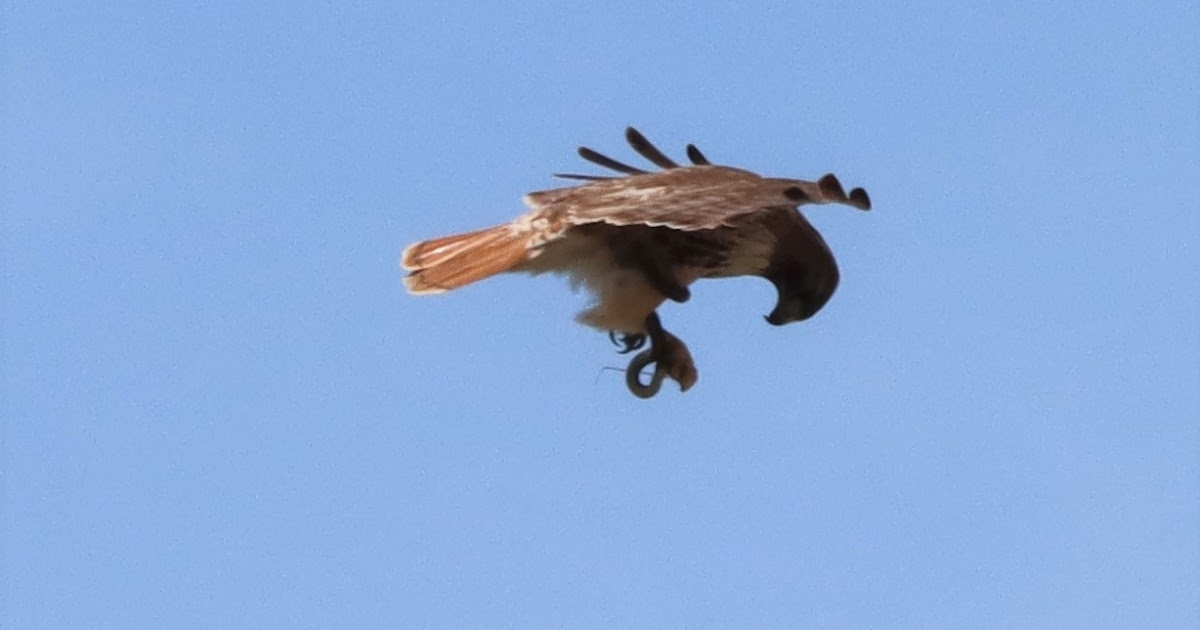 Michigan Exposures: A Hawk Grabs Lunch