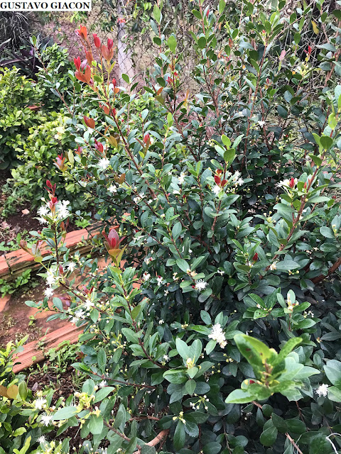 Viveiro Ciprest - Plantas Nativas e Exóticas: Cereja da Mata ou ...