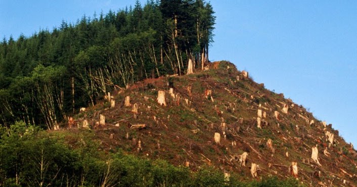 Medio Ambiente: Impacto de la deforestación