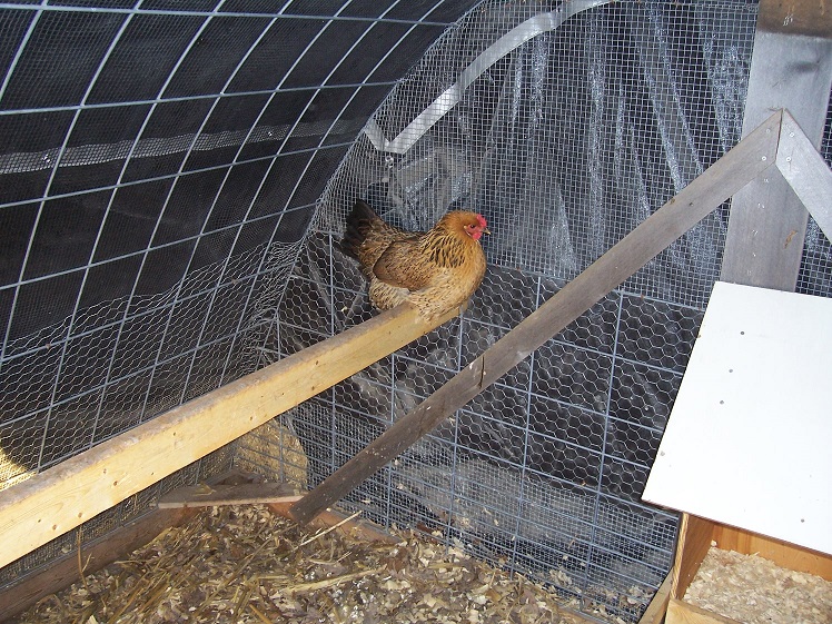 Joe's Garden Journal: Building a Hoop Coop, How to construct an ...