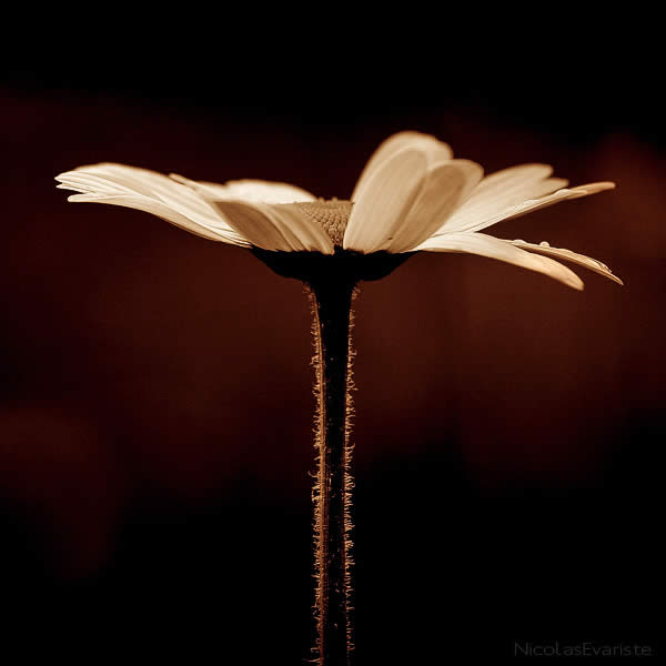 best photos 2 share: Sentimental Examples of Dramatic Photography