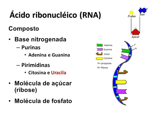 RNA | Biologia: A ciência da vida