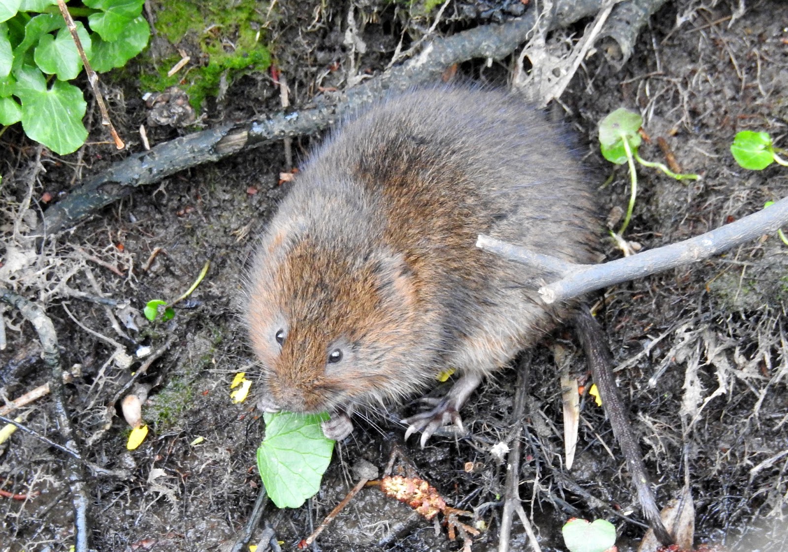 About a Brook: Burrow with Feeding Round it