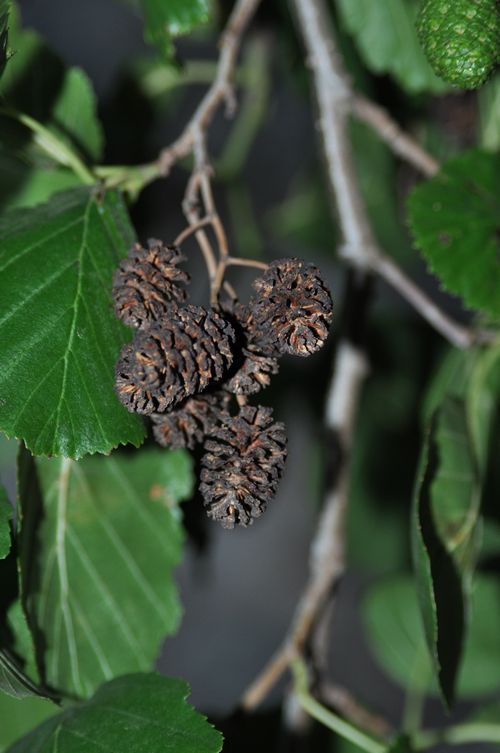 BIODIVERSIDAD COSTA GRANADINA Y...: Aliso, aliso negro (Alnus glutinosa)