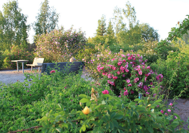 Viherrin: Ihanat Rosariumit - Ruusupuistot Kaarinassa ja Maskussa