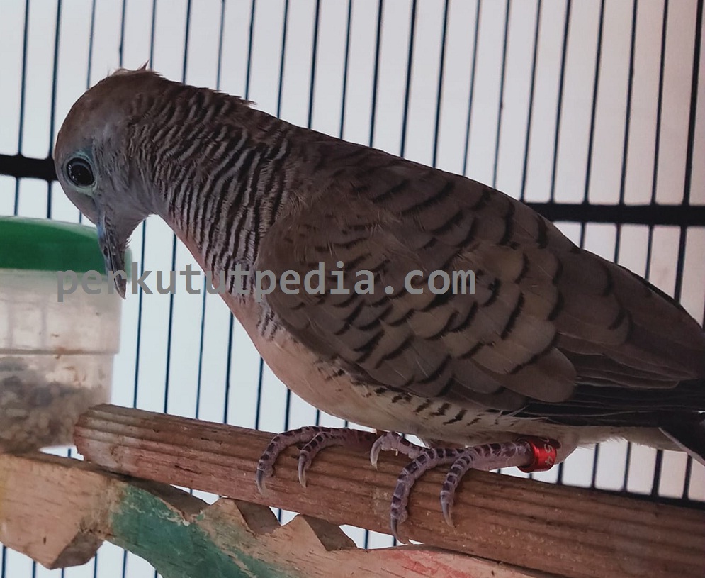 99+ Katuranggan Perkutut Beserta Gambar