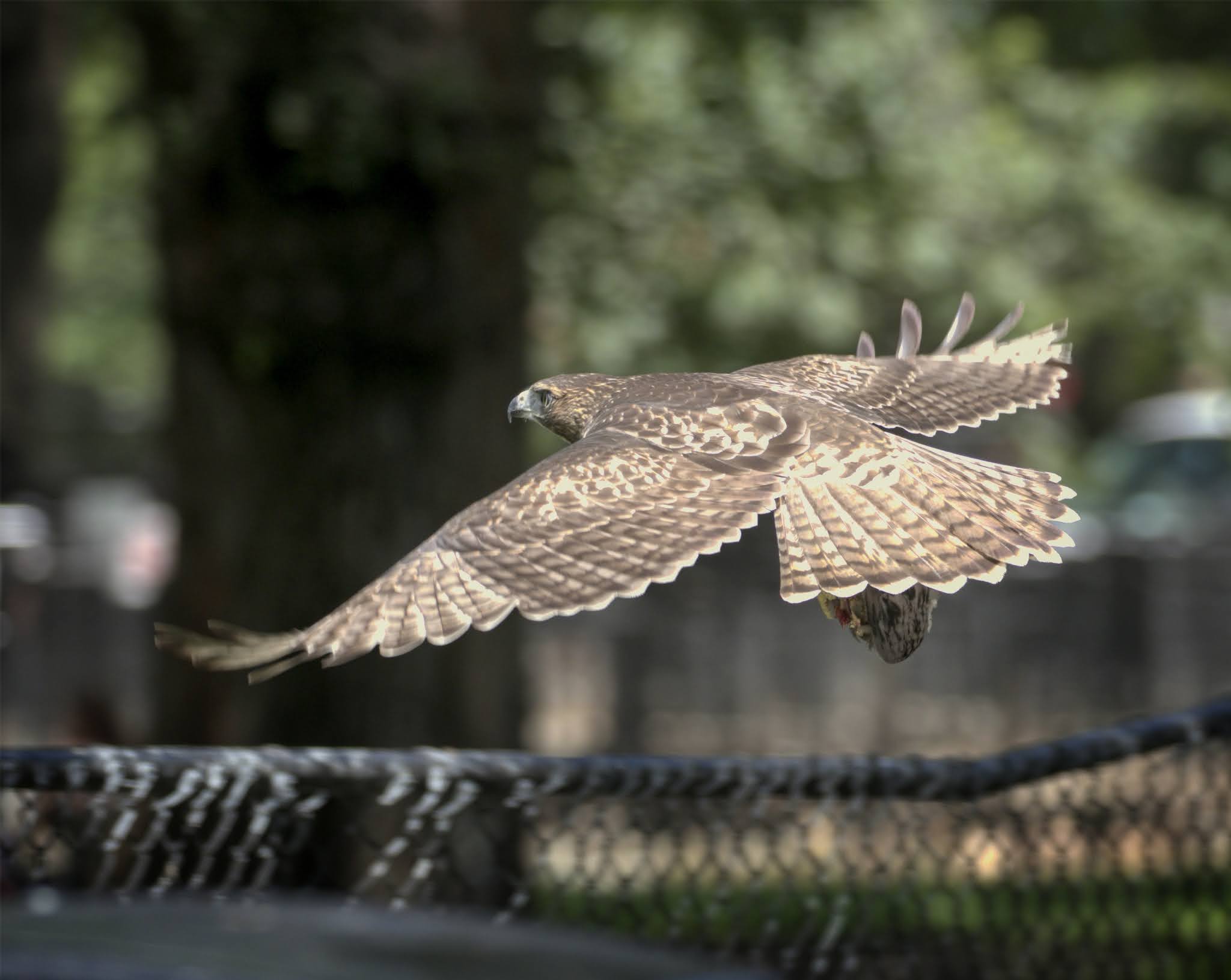 Laura Goggin Photography: Tompkins Square red-tailed hawk fledgling ...