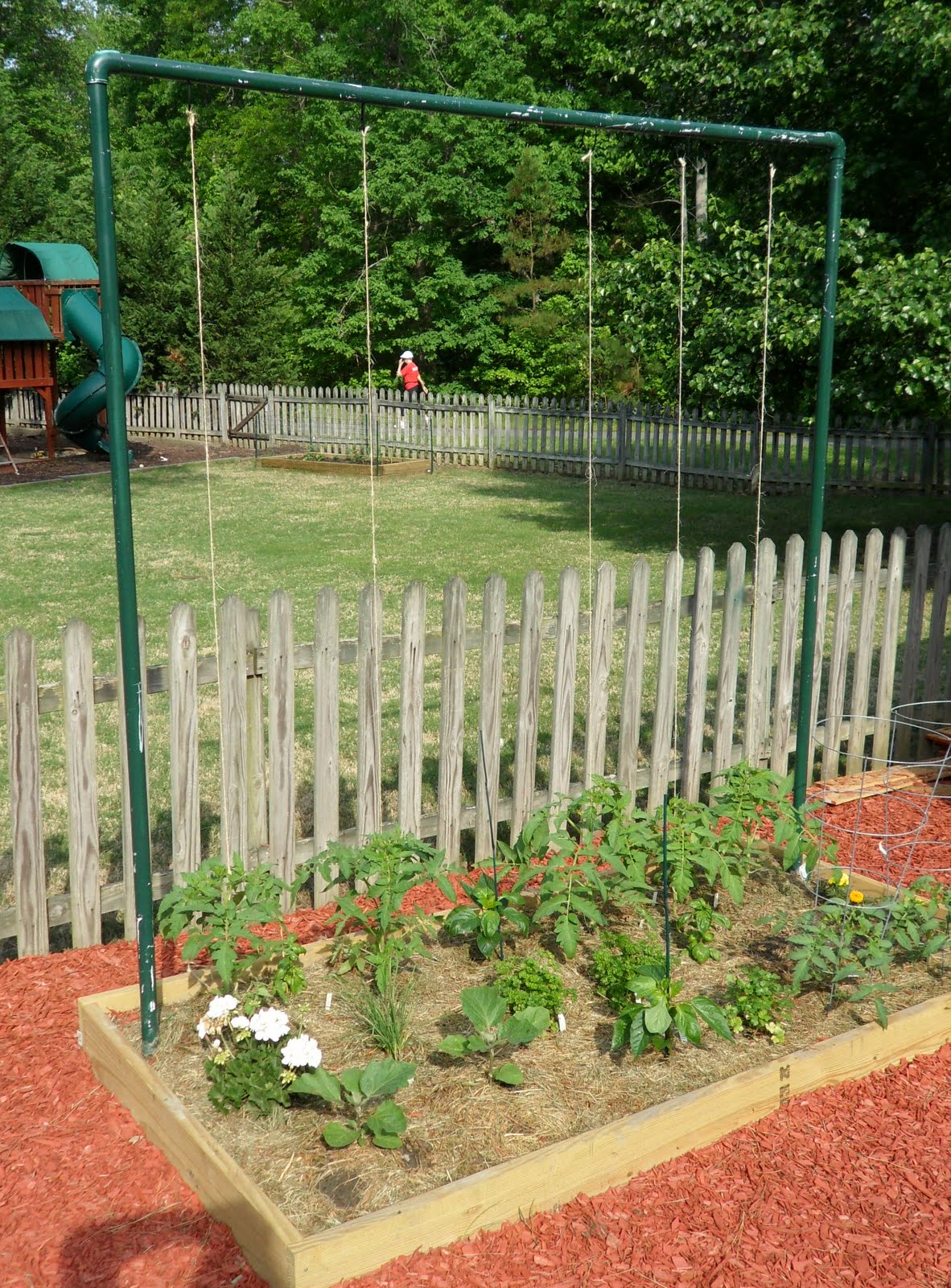 Rick's Roots - A Gardening Blog: Tomato Update