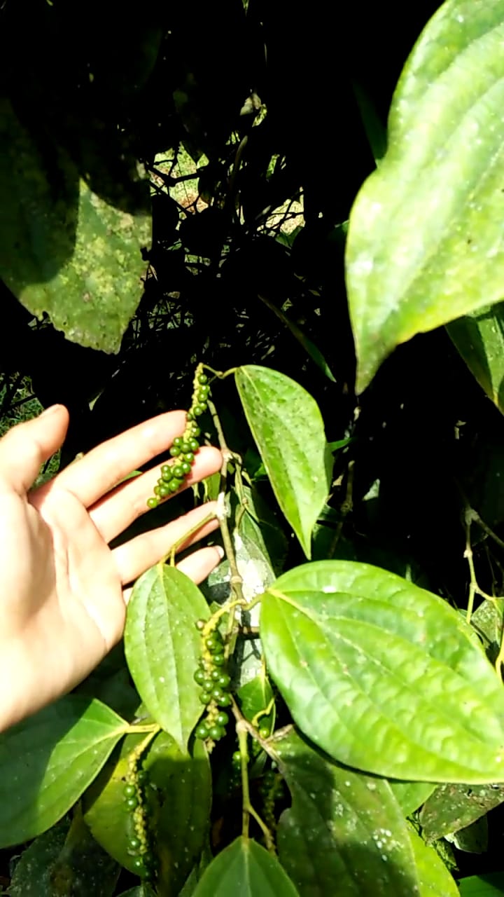 Cara budidaya pohon merica