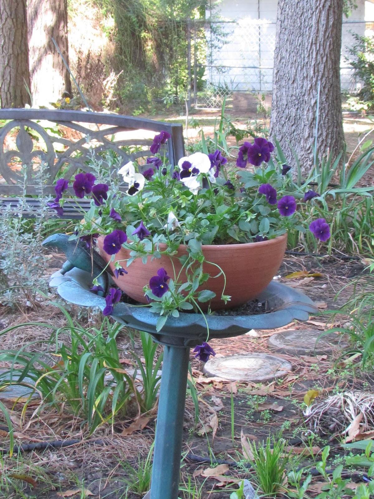 Gardening with Juanita: Pots of Pansies