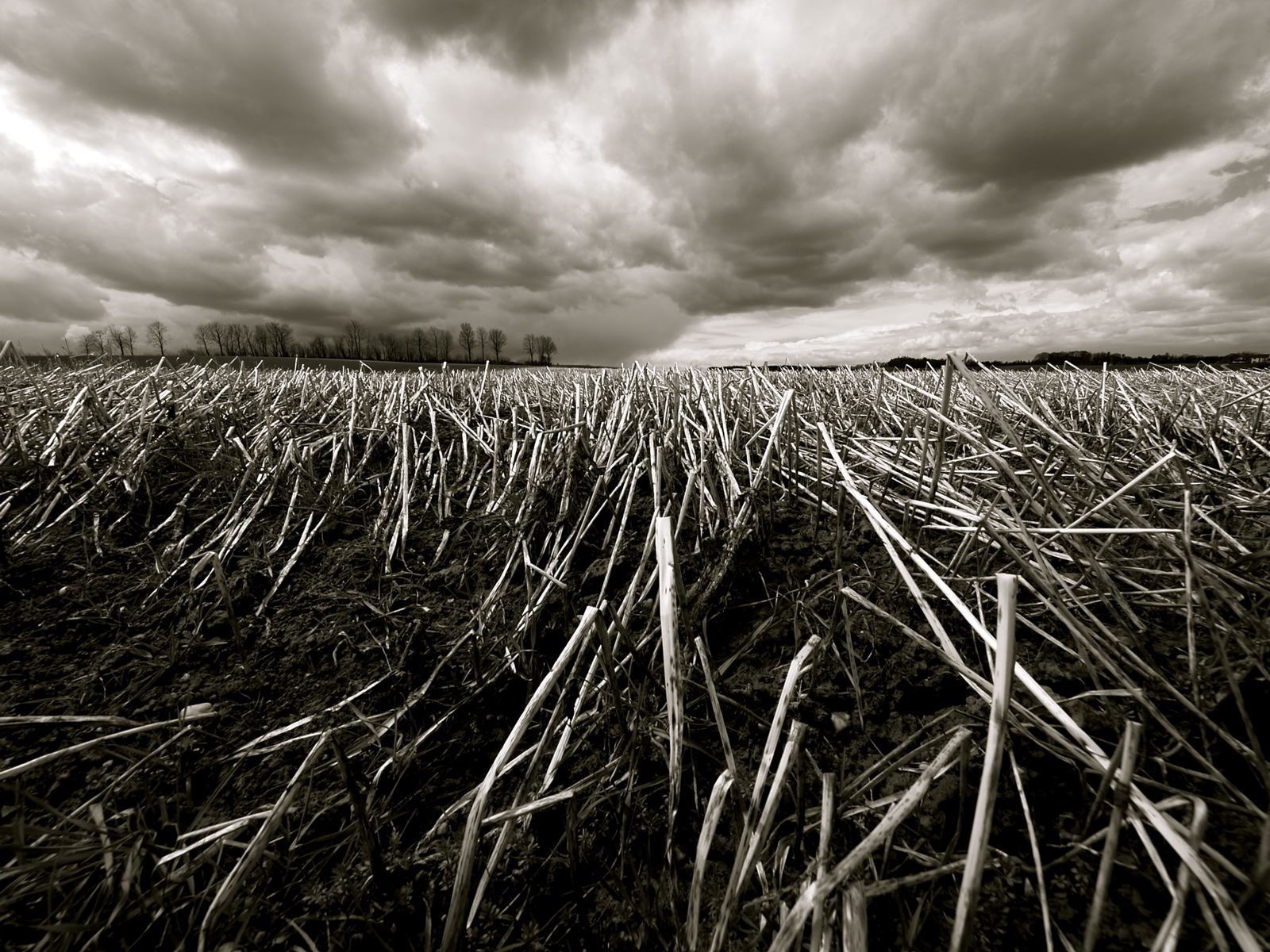 Picture Insights Black And White picture-insights-black-and-white