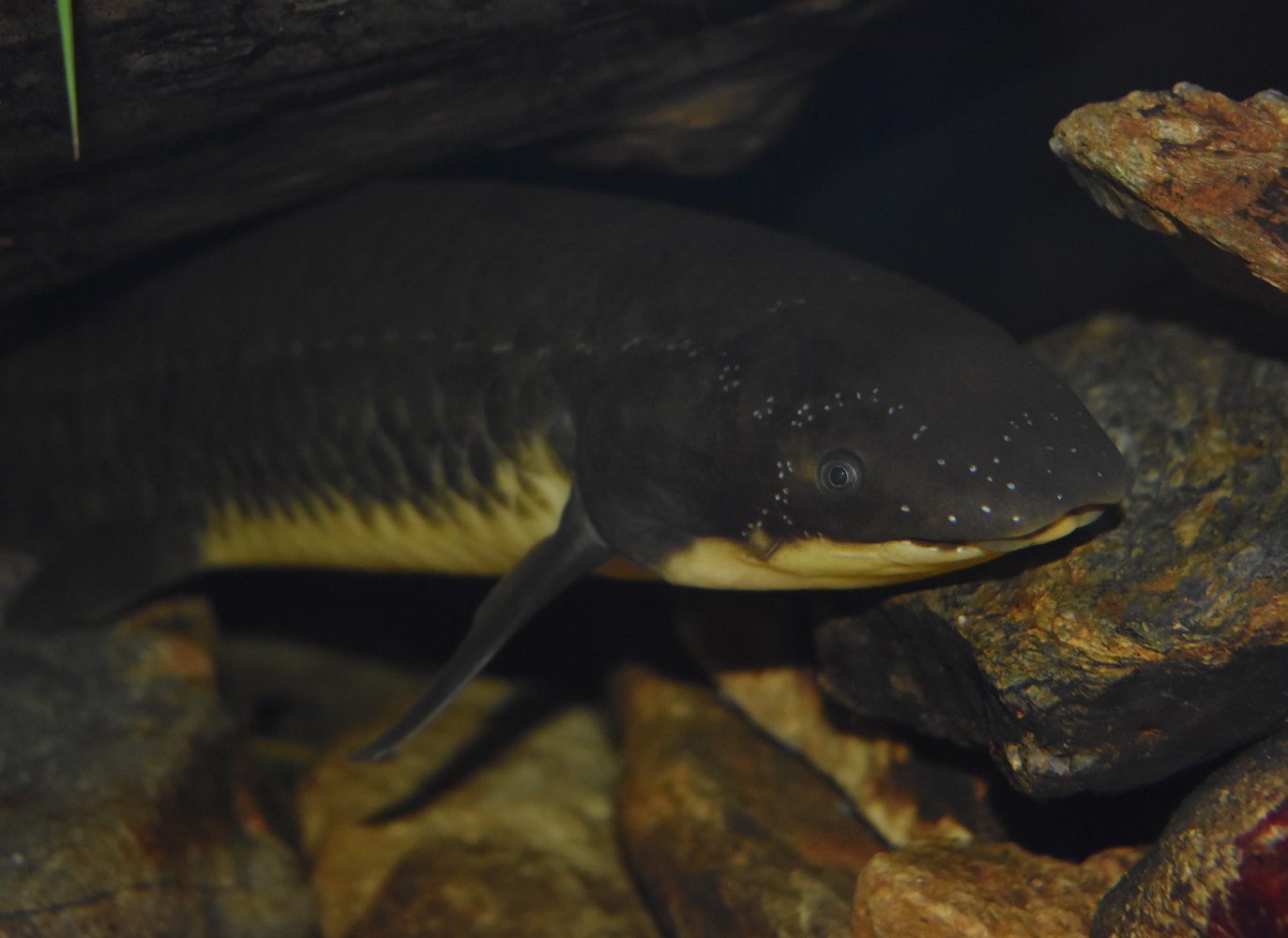 ZOOTOGRAFIANDO (6.100 ANIMALS): PEZ PULMONADO AUSTRALIANO / AUSTRALIAN ...