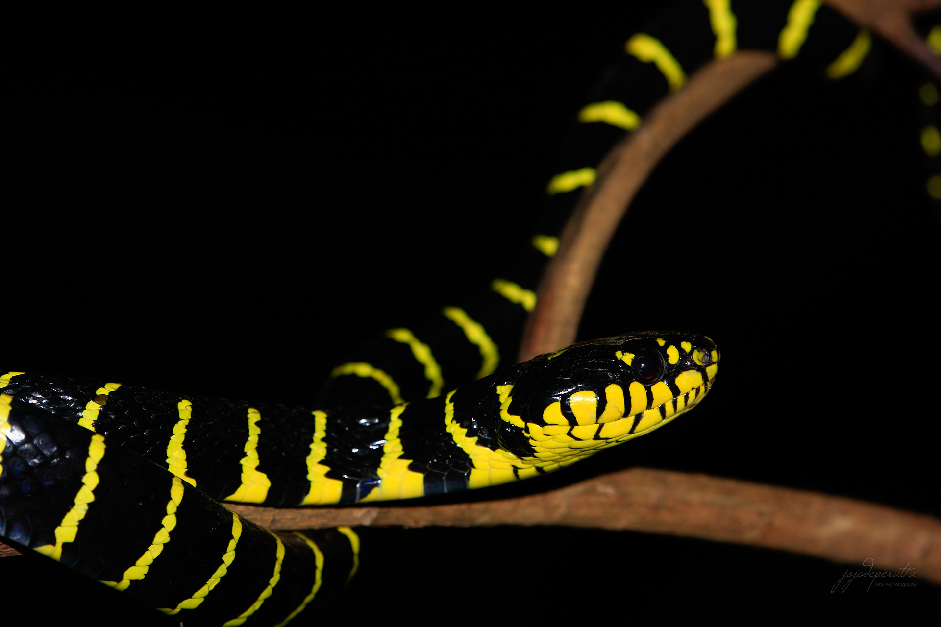 New Conlephasma Stick Insect discovered in Palawan