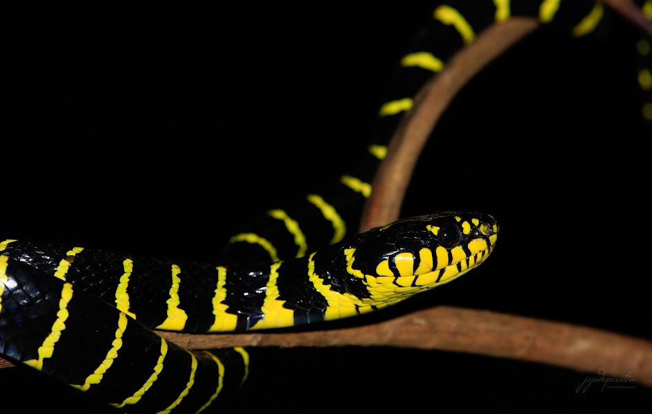Schultz’s Pit Viper - A spectacular venomous snake endemic to Palawan