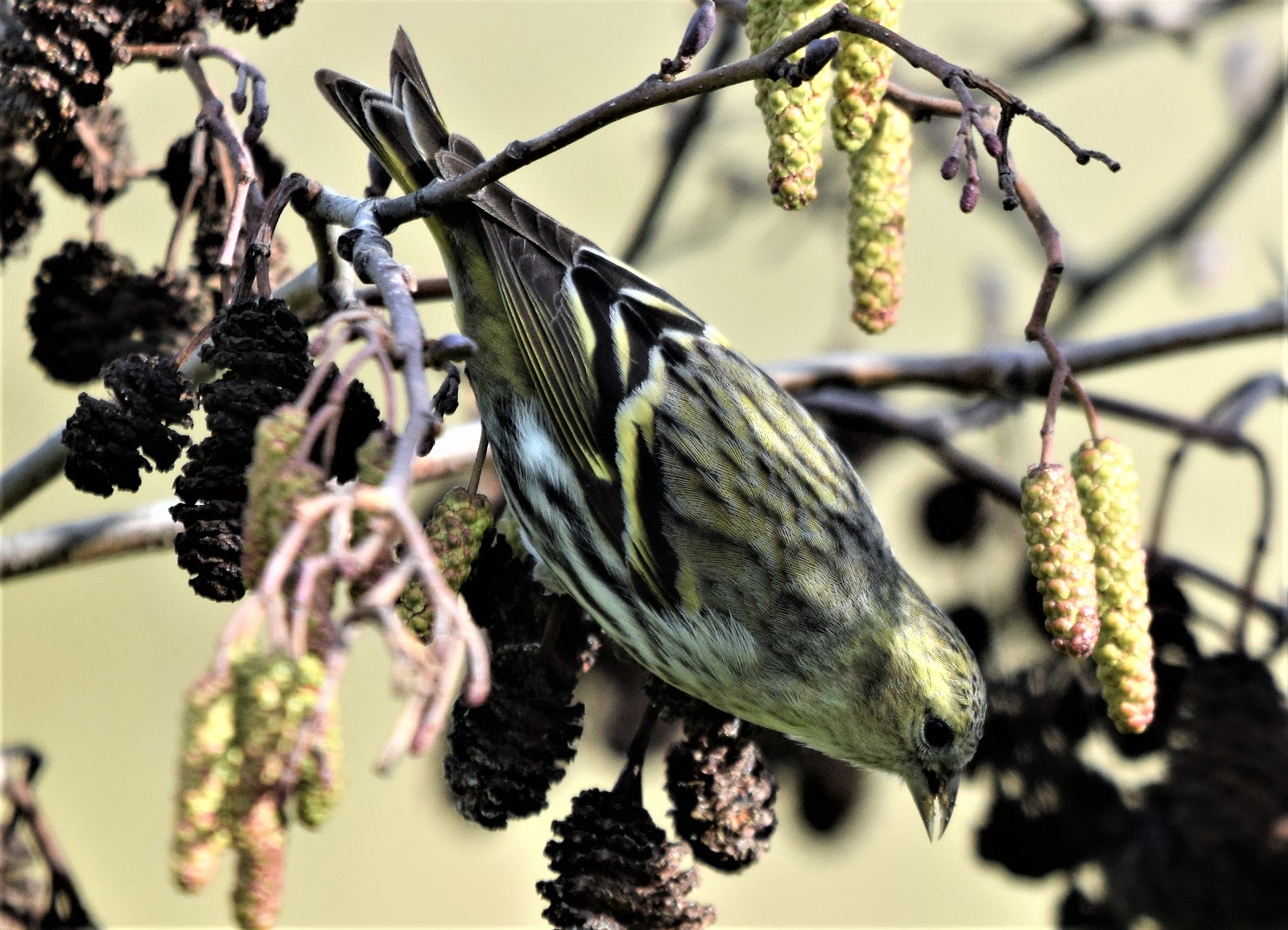 Imagens da vida animal: Lugre (Spinus spinus)