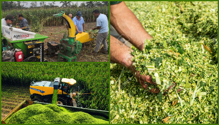 SILO DE MAIZ: FASES DEL ENSILAJE