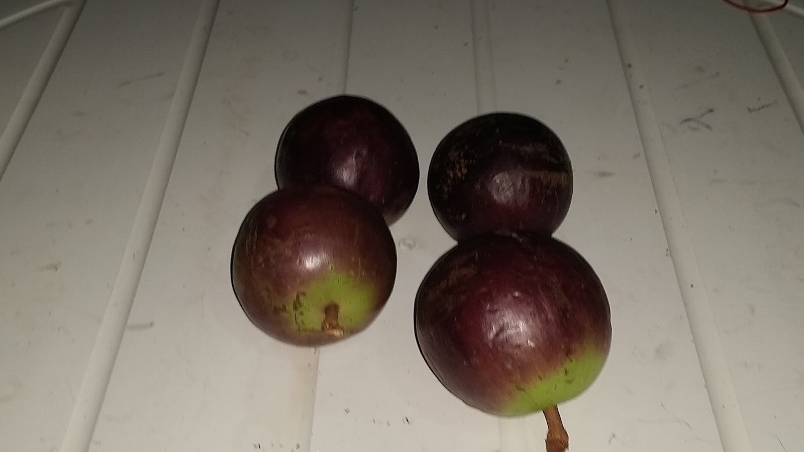 DG Import & Export: Fruta del Caimito / Milk Fruit