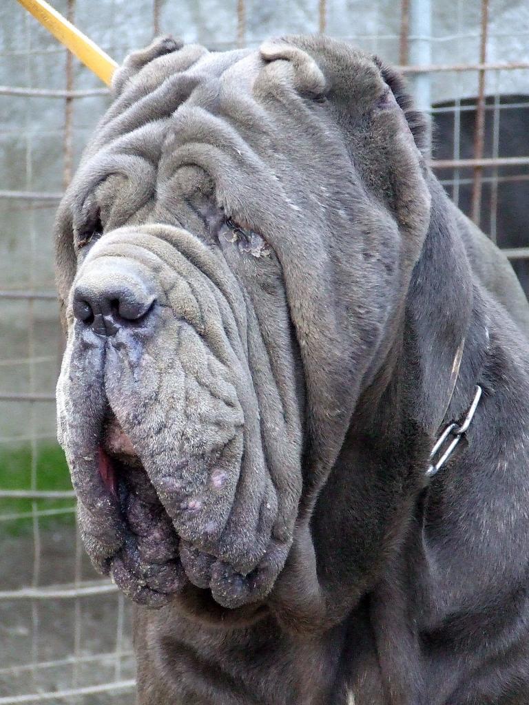 Dogs Info: Neapolitan Mastiff Photos | Dogs Photos 2012
