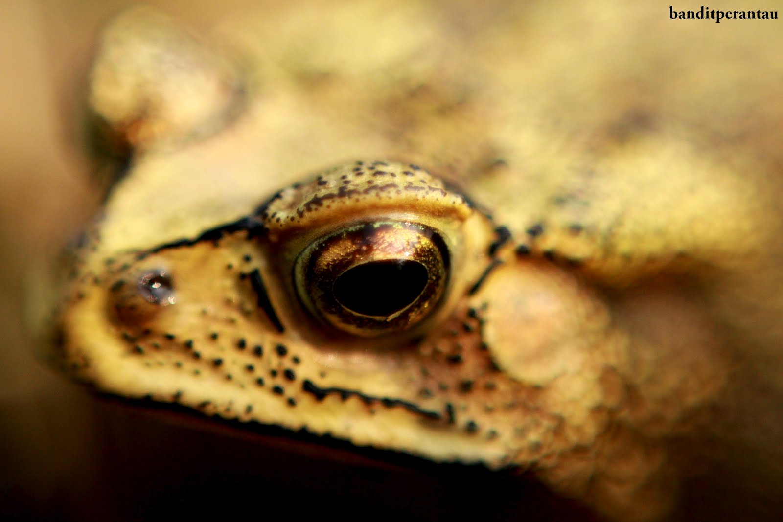 bandit™: Mata Katak