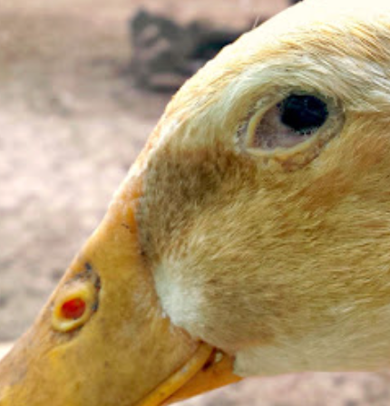 Treating Foamy Eye and Sinus Issues in Ducks Naturally - Fresh Eggs ...