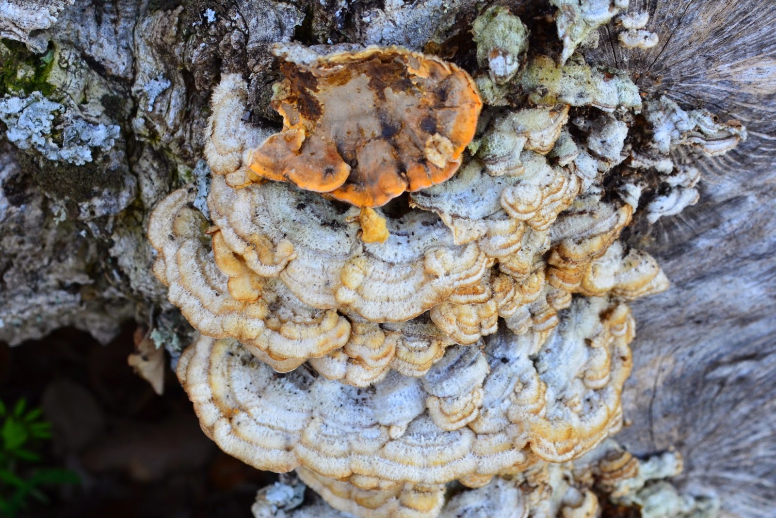 Setas Extremadura : Stereum Subtomentosum