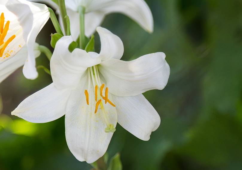 What is the national flower of Italy
