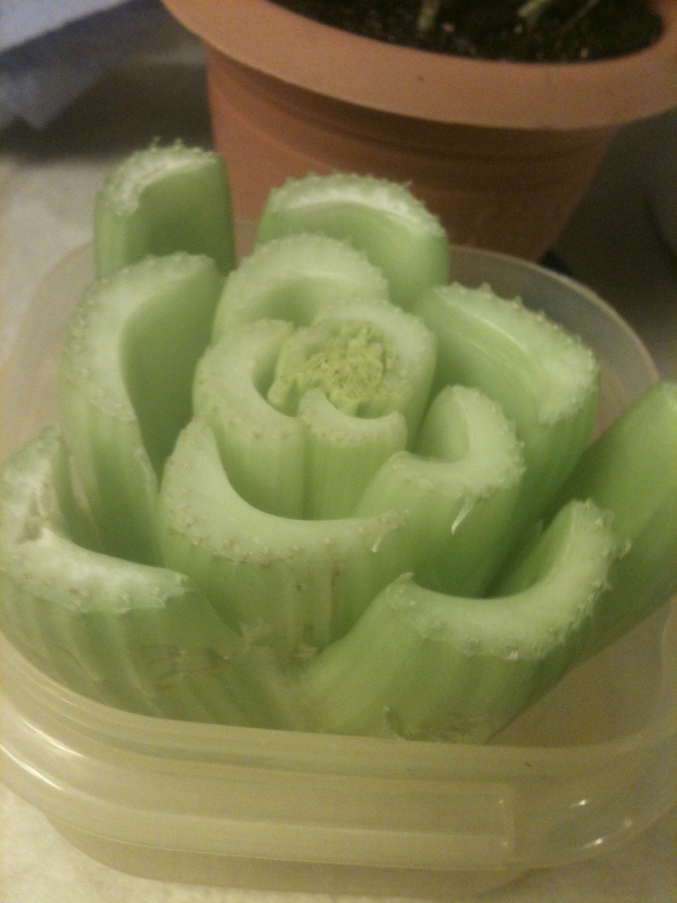 Easy Frugal Living: Progress on Growing Celery Indoors