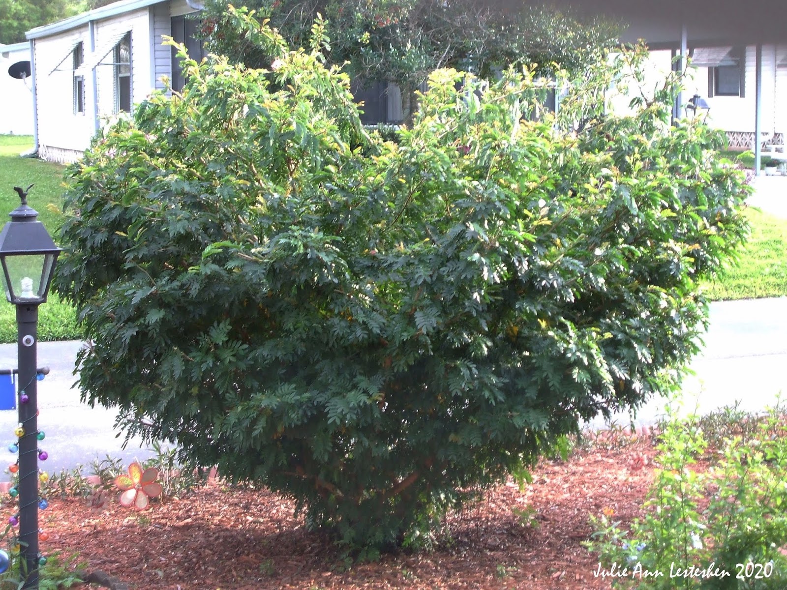 Julie Ann Brady : Blog On: Pink Powder Puff Calliandra surinamensis