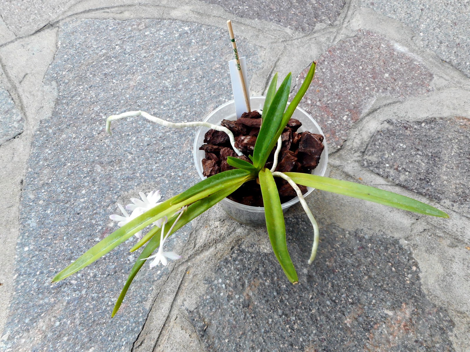 Taccuino delle orchidee di silviaB: Vanda Baby Angel (Neostylis Baby Angel)