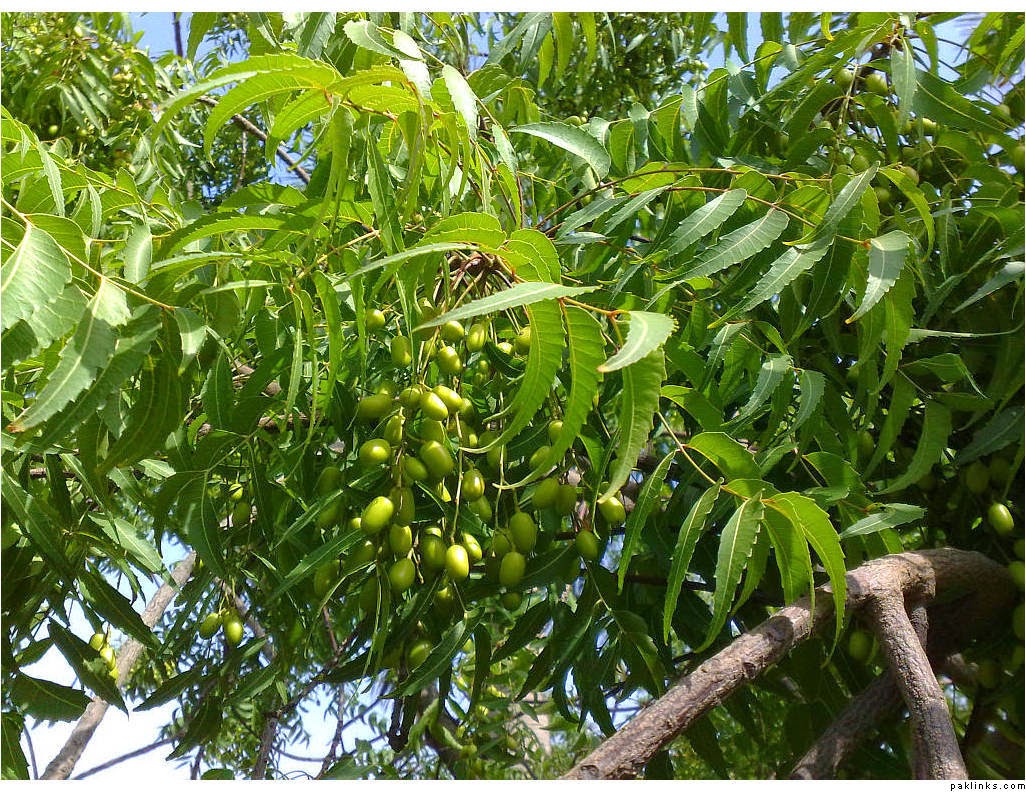 PRGC(A) DEPARTMENT OF BOTANY: Azadirachta indica A Juss - An incredible ...