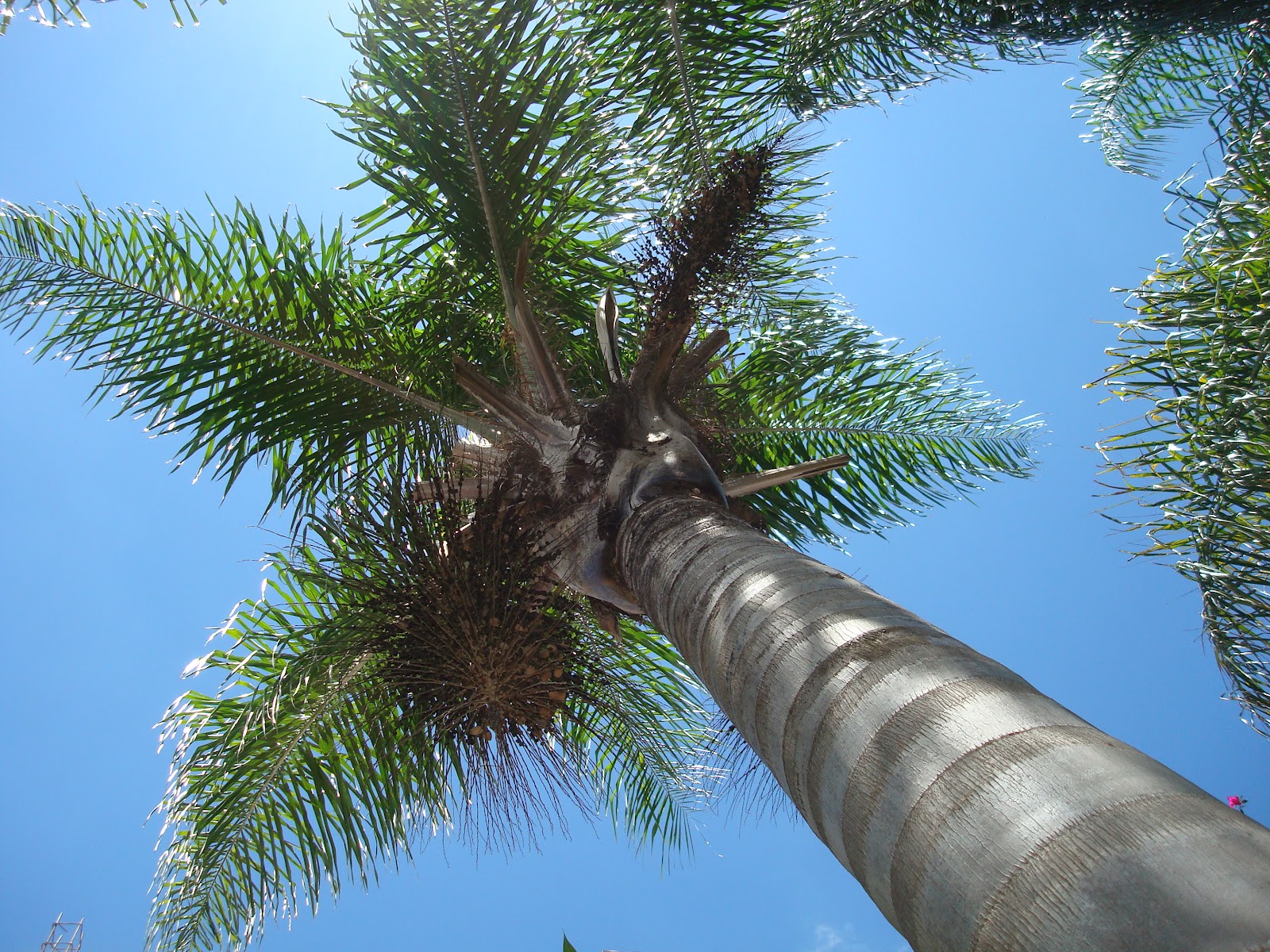 sancarlosfortin: palma