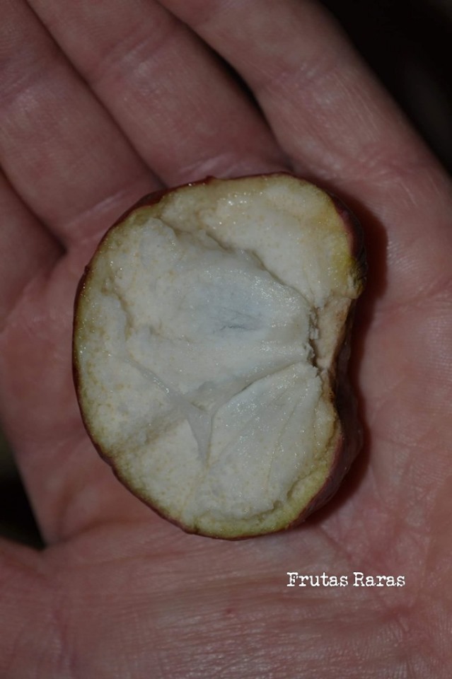 Temoylata = Atemoya x Annona reticulata ( populamente conhecida como ...