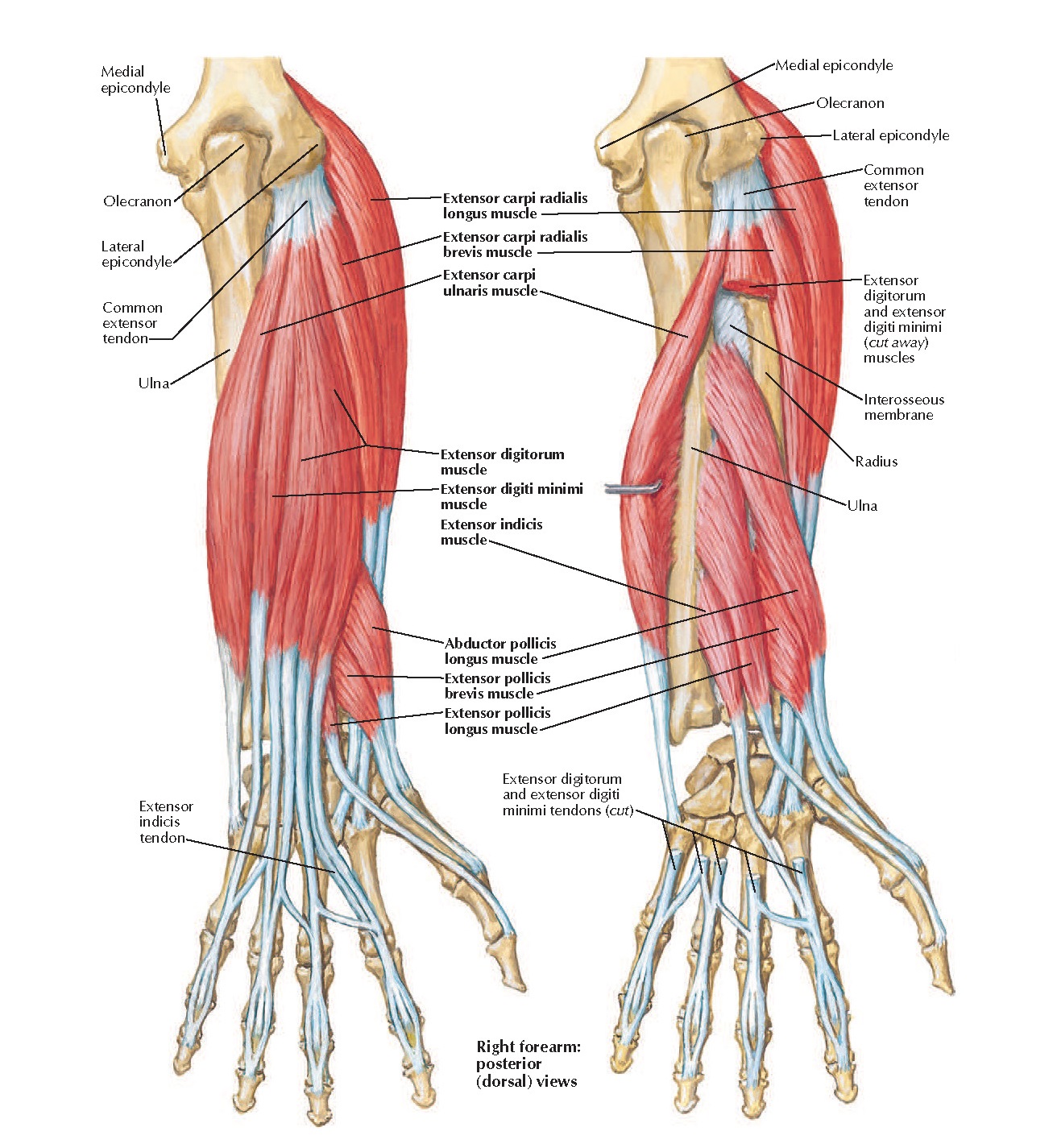 Individual Muscles of Forearm: Extensors of Wrist and Digits Anatomy ...