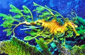 Naga Laut Daun - Akuarium Ikan Hias