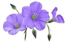 PENSANDO EN EL FUTURO(BLOGMMT): LINAZA PLANTA PODEROSA PARA LA SALUD