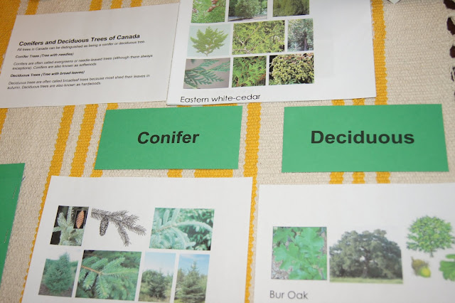 Montessori Leaf Cabinet, Montessori Botany At Home Part 2 - "Making ...