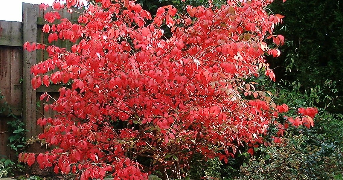 Le fusain ailé, ma splendeur d'automne.