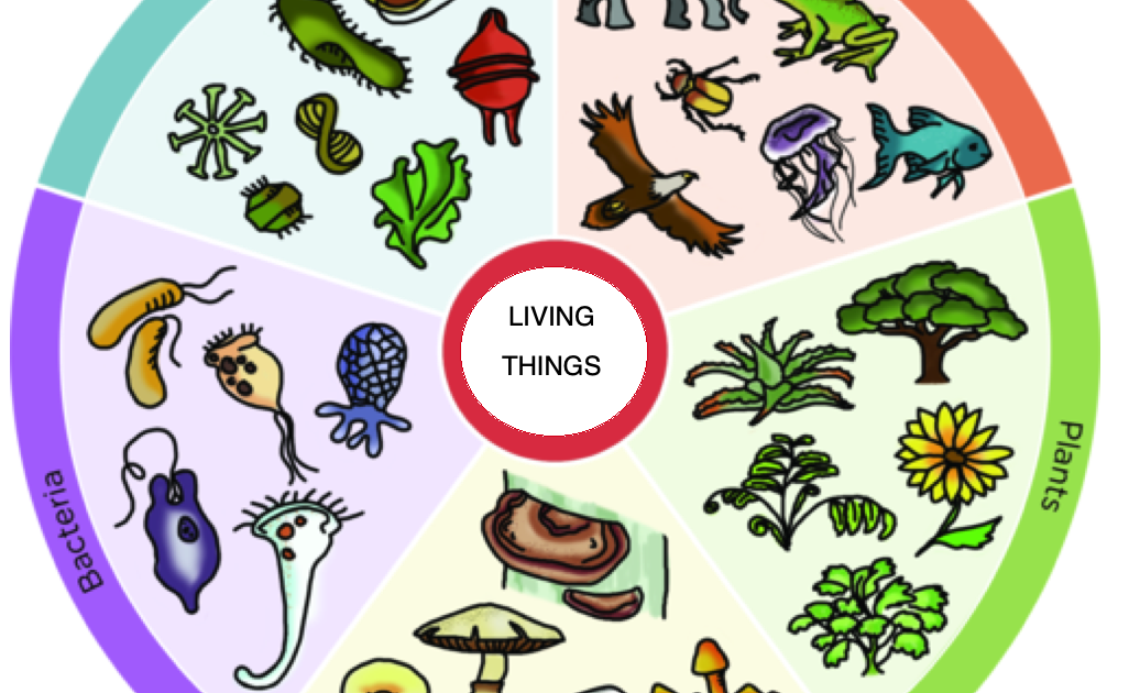 Blog de 4º de Primaria: NATURAL SCIENCE - YEAR 4 - UNIT: LIVING ...