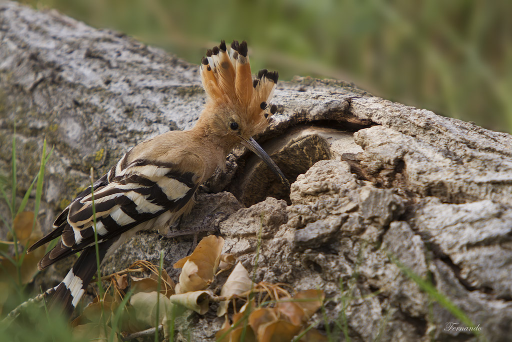 Pasión por la Naturaleza: La Puput