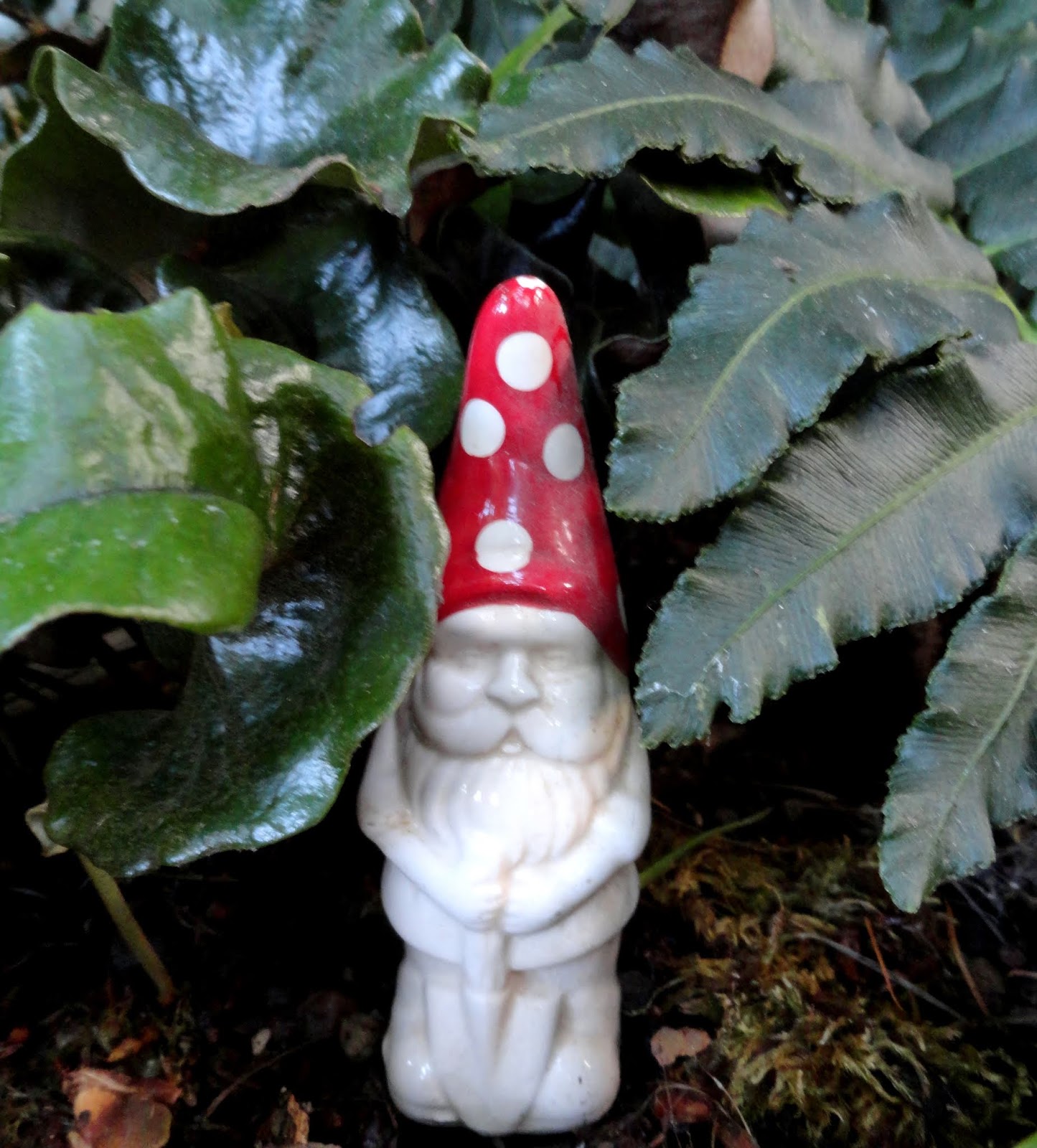 danger garden: I've been gnomed....