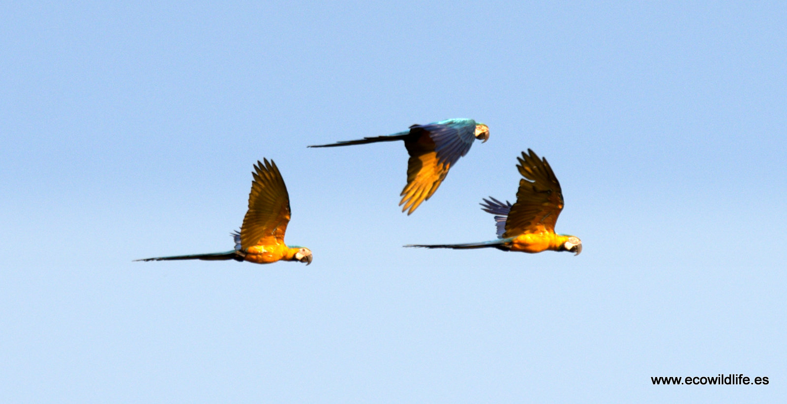 ECOWILDLIFE BIRDWATCHING: PERÚ: LAS GRANDES COLLPAS DE GUACAMAYOS DE ...