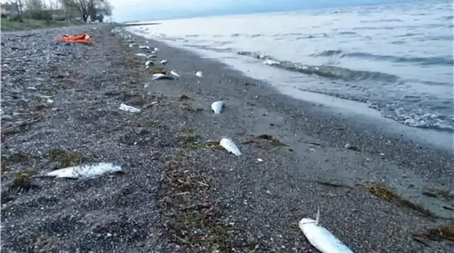 ΣΑΝ ΤΙΣ ΠΛΗΓΕΣ ΤΟΥ ΦΑΡΑΩ... ΣΤΟ ΙΟΝΙΟ ΞΕΒΡΑΖΟΝΤΑΙ ΝΕΚΡΑ ΨΑΡΙΑ ΠΟΥ ΕΙΝΑΙ ...