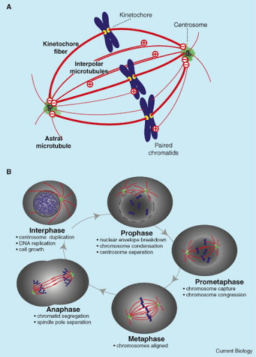 Spindle Fibre Formation and their organisation