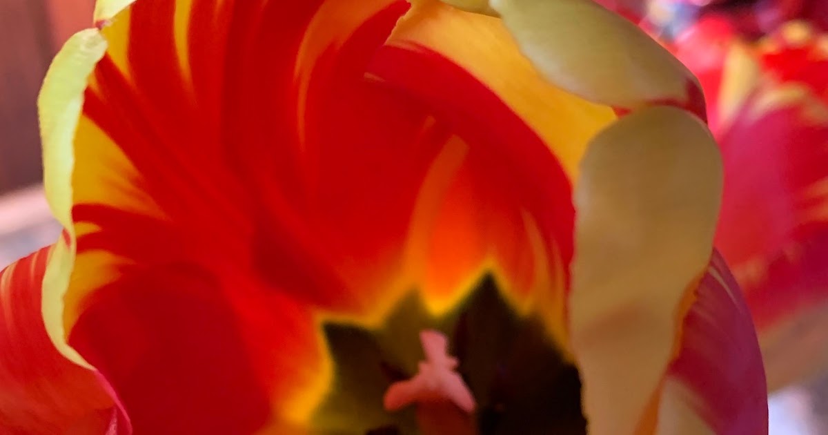 hostess of the humble bungalow: Tulip Mania...and a surprise!