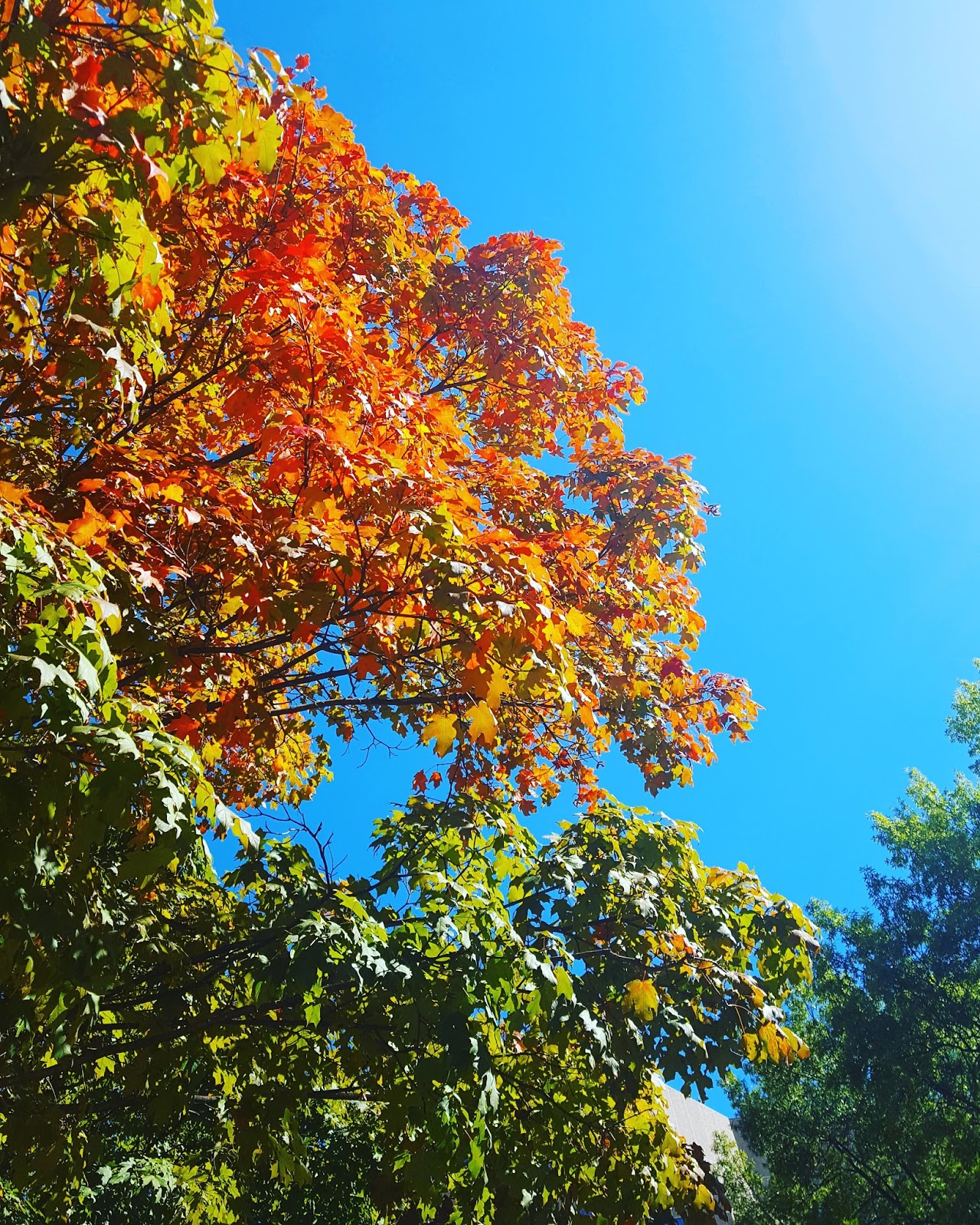 Mango & Tomato: Happy Fall Weekend