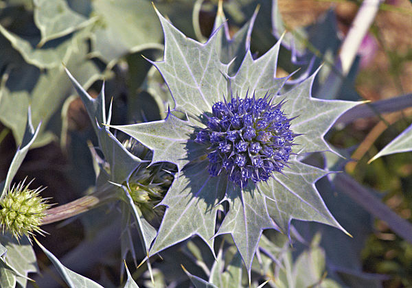 Sweet Eryngoes - The Backyard Larder