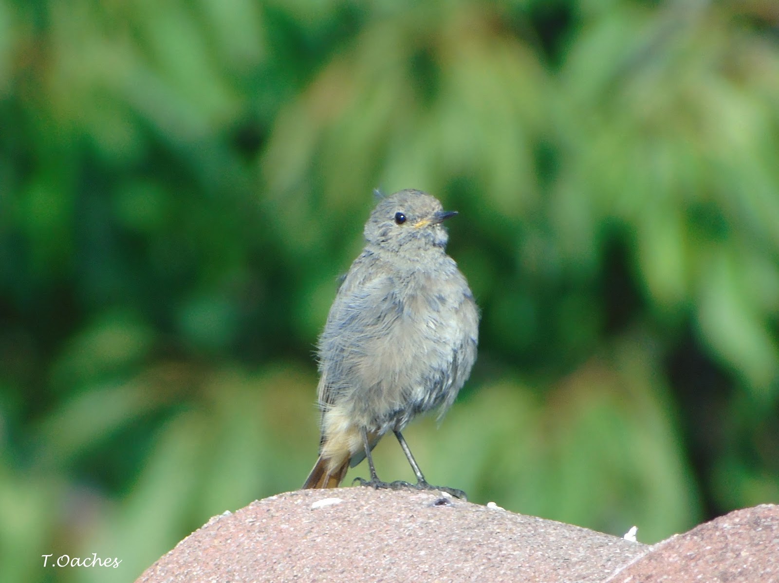 PASARI DIN ROMANIA: CODROS DE MUNTE (1), Phoenicurus ochruros