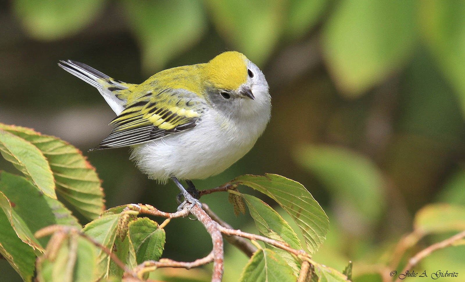 Nature's Splendor: Autumn Birds